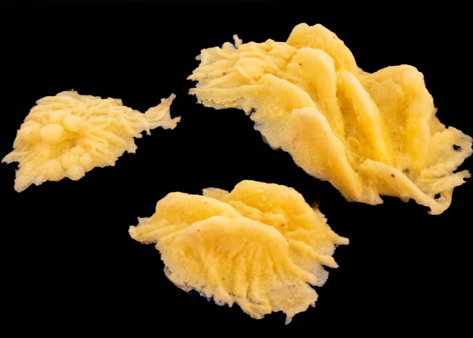 Silicone Foam Fungus Face Prosthetic Pack - WikedFX