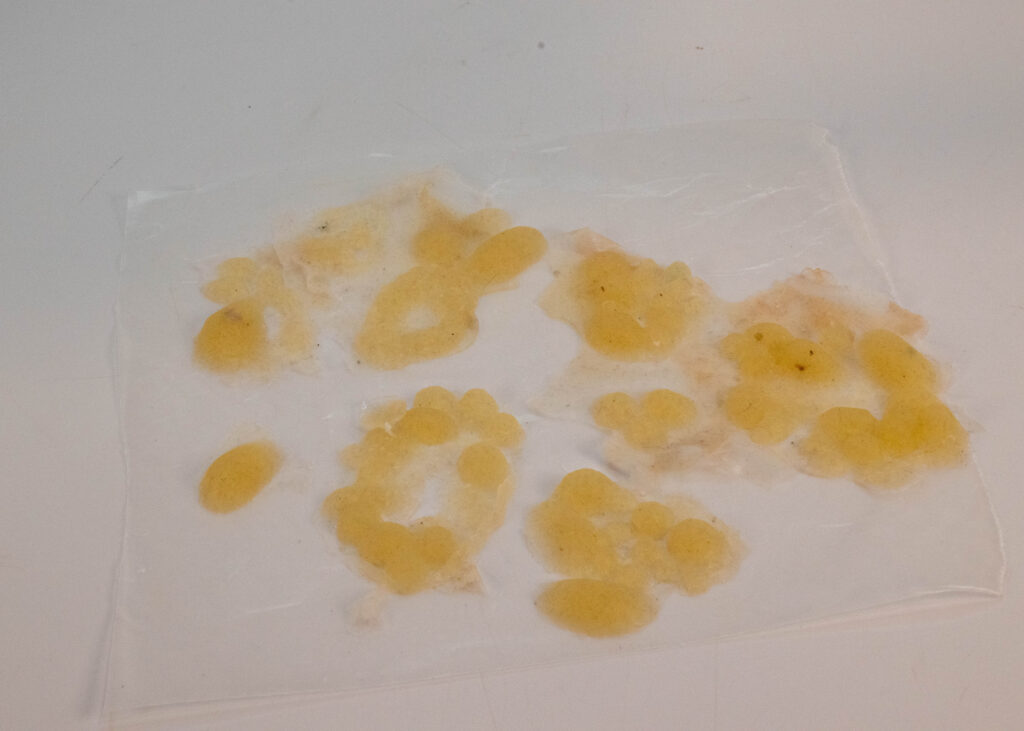 Silicone UV Reactive Blister Clusters Natural Color Large Pack - WikedFX