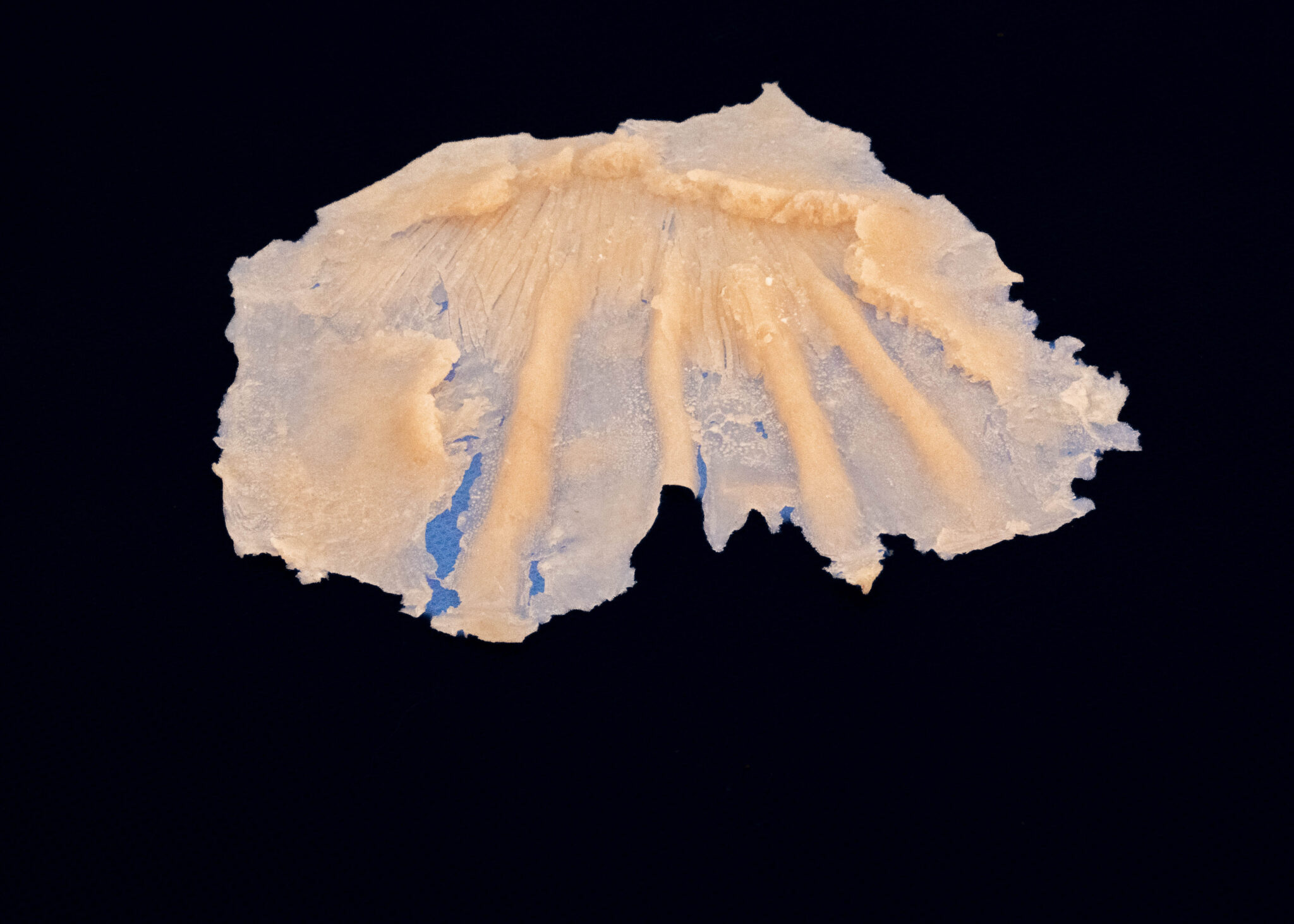 Silicone Prosthetic Top of Hand Injury Degloving - WikedFX